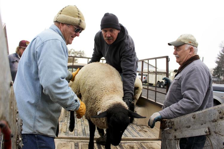 'Lamb pool,' working together | Local News | heraldandnews.com