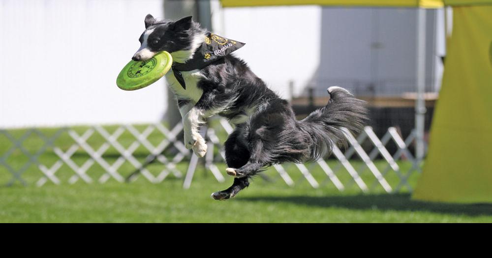 High-flying pups debut at K9 Kings | News | heraldandnews.com