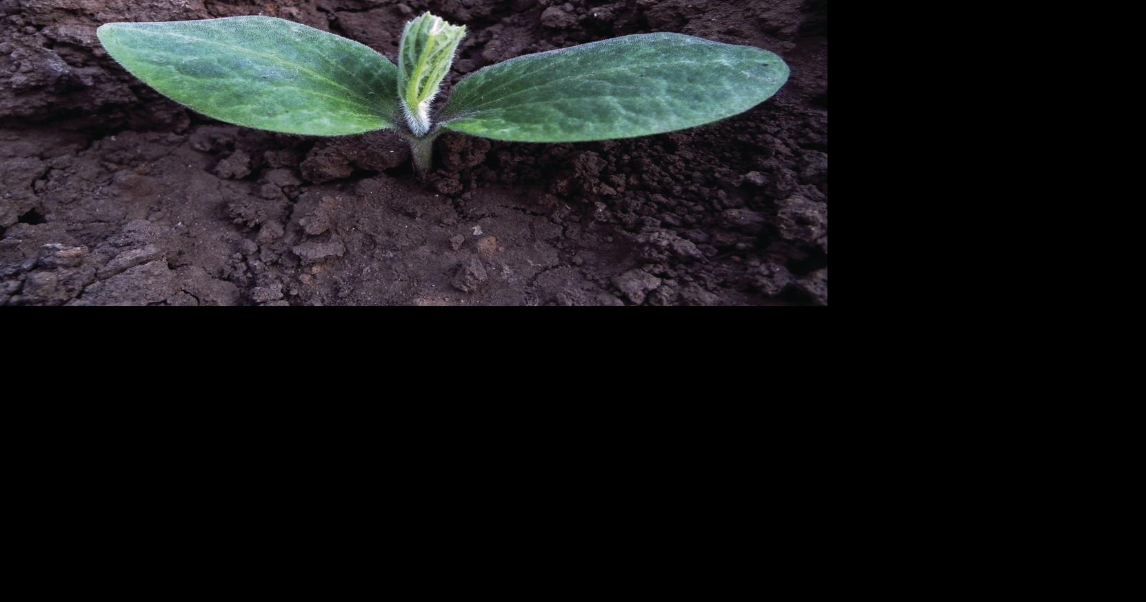 Five ways to get a jump on spring planting | Local News | heraldandnews.com