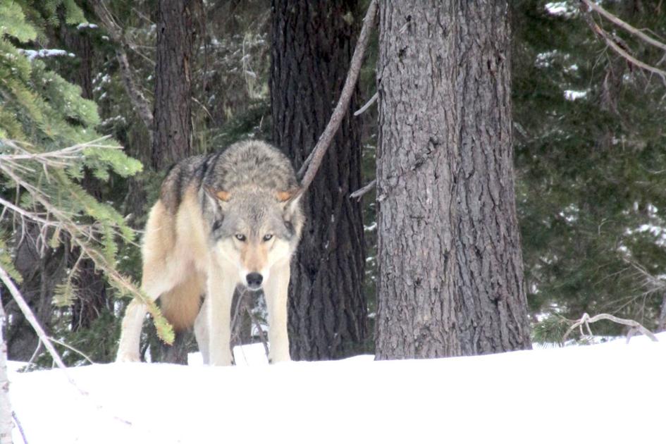 Amateur photographer snaps wolf at Crater Lake | News | heraldandnews.com