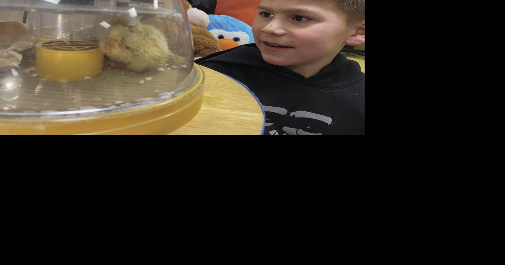 Newly hatched chicks bring early spring to Conger Elementary | Local ...