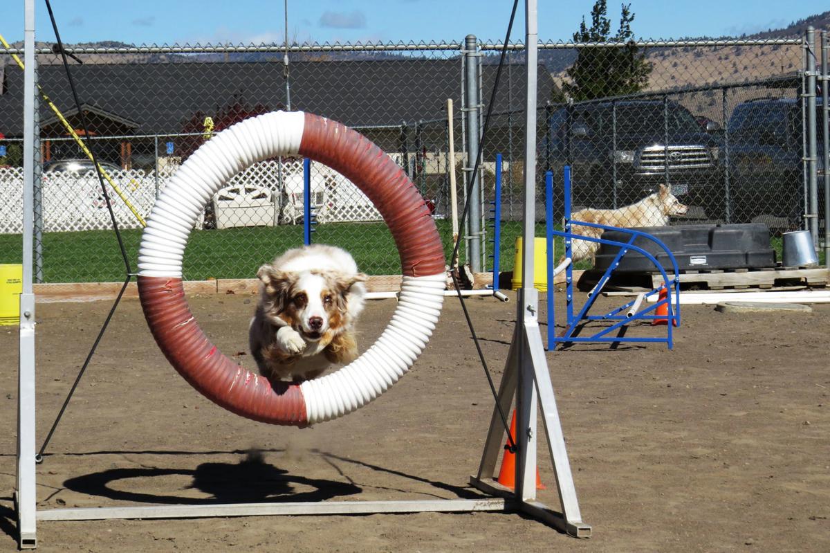A Dog gone Good Time Agility Trials Return To Fairgrounds Oct 12 14 a-dog-gone-good-time-agility-trials-return-to-fairgrounds-oct-12-14
