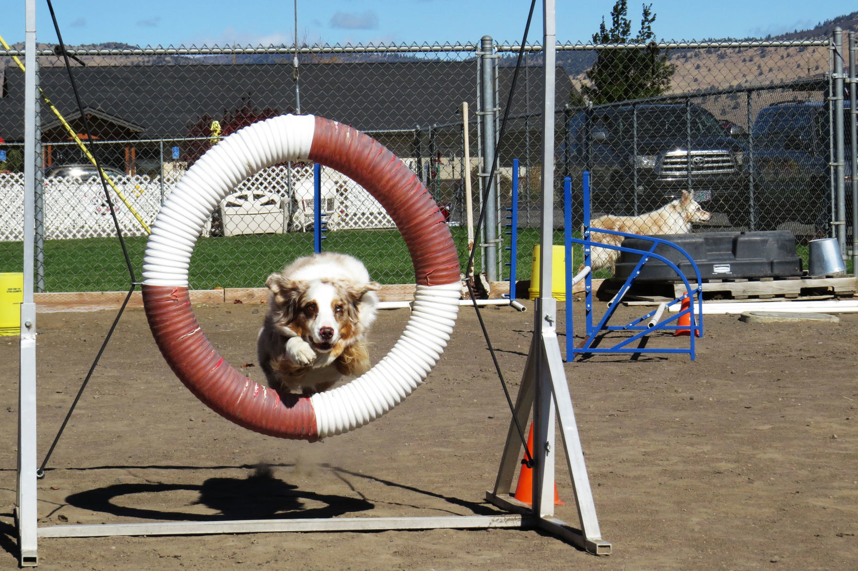 A Dog gone Good Time Agility Trials Return To Fairgrounds Oct 12 14 A Dog gone Good Time Agility Trials Return To Fairgrounds Oct 12 14