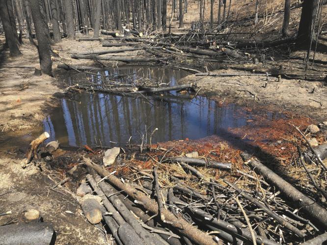 Leave it to Beaver(s) | Basin Ag News | heraldandnews.com