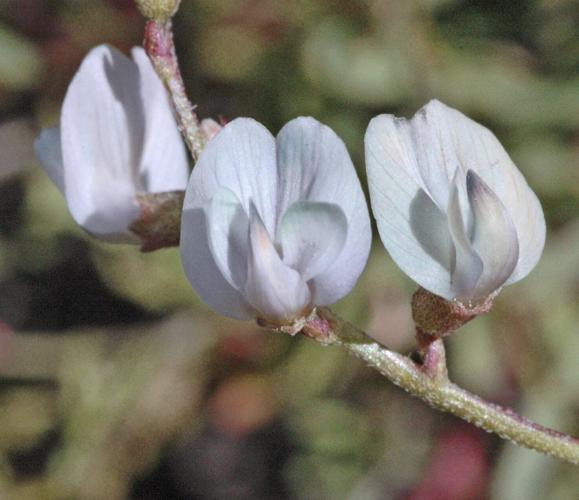 Plant exclusive to Klamath Basin, Applegate’s milkvetch, needs advocacy ...