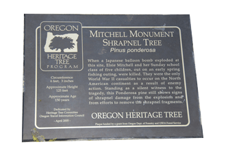 Object Lessons: Mitchell Monument Shrapnel Tree | Email Blast ...