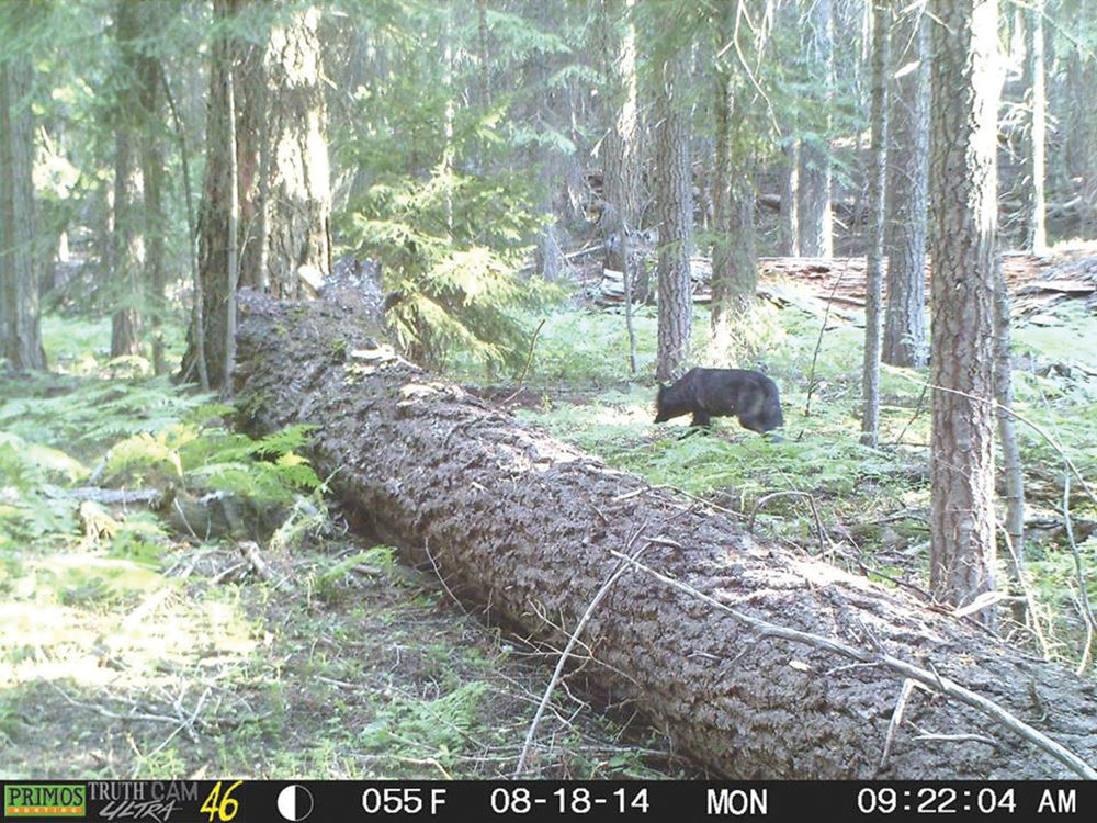 Werewolf Trail Cam