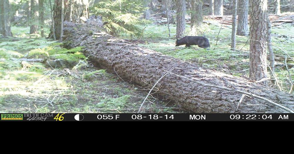 Suspect wolf caught on camera | Email Blast | heraldandnews.com
