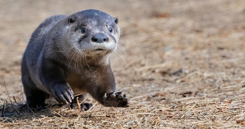 otter auctions