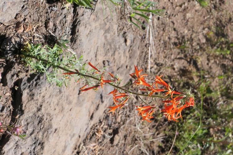 Having a ball on Ball Mountain | Local News | heraldandnews.com