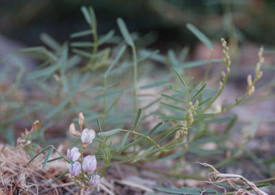 Plants along Klamath River to be explored | Local News | heraldandnews.com