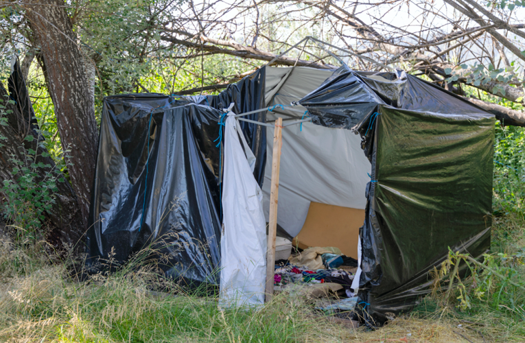 Marijuana raids net 7,770 pot plants, guns but only one arrest | Local ...