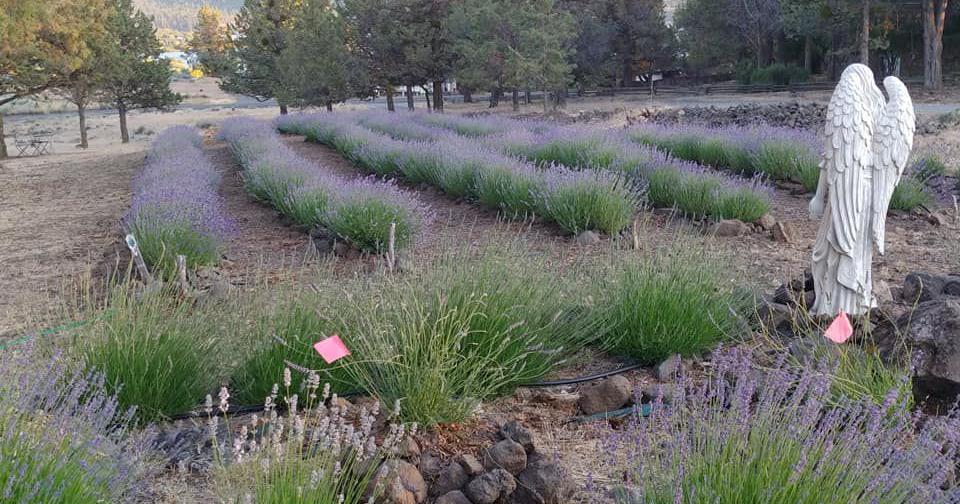 Local lavender farm could boost Basin agritourism | Local News ...
