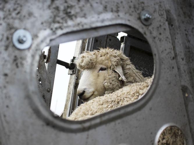 'Lamb pool,' working together | Local News | heraldandnews.com