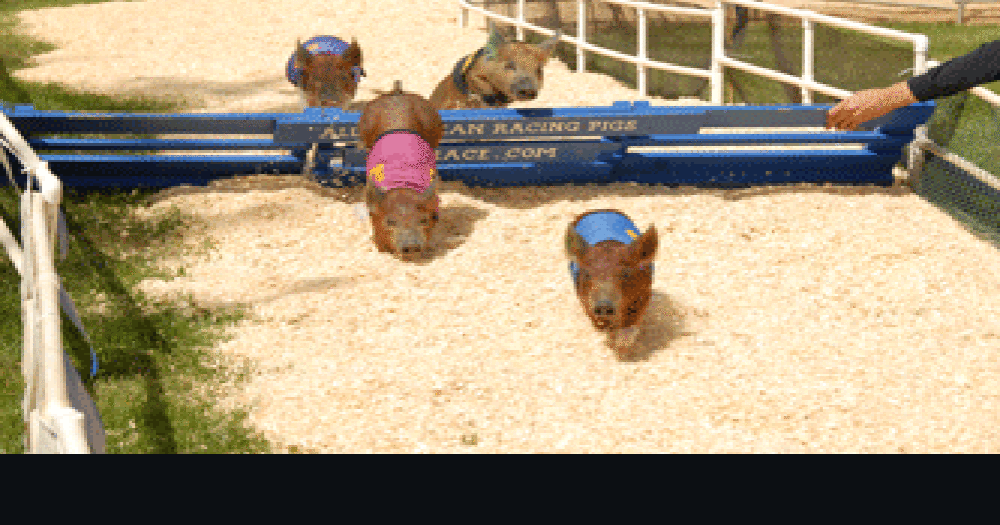 Plenty to do at Tulelake fair | Local News | heraldandnews.com