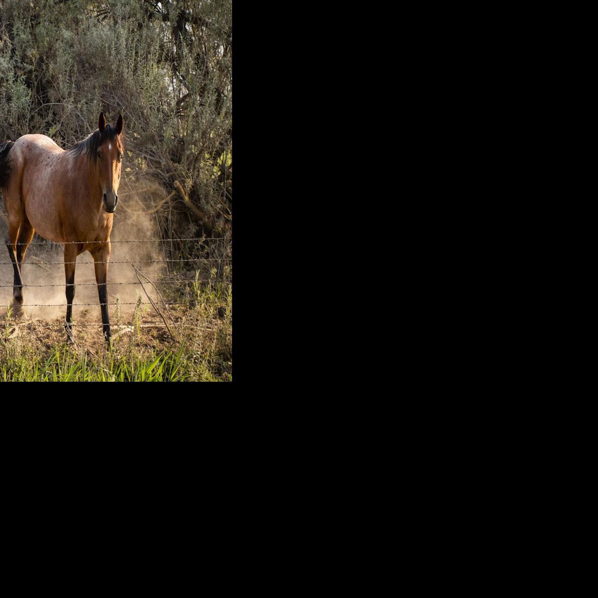 Annual Favell art show, sale is this weekend | Limelighter ...