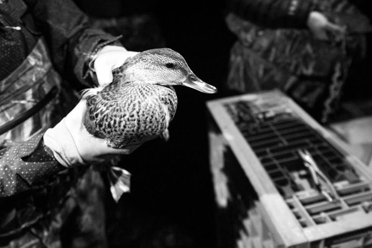 Duck banding concludes at Tule Lake Refuge | Gallery | heraldandnews.com