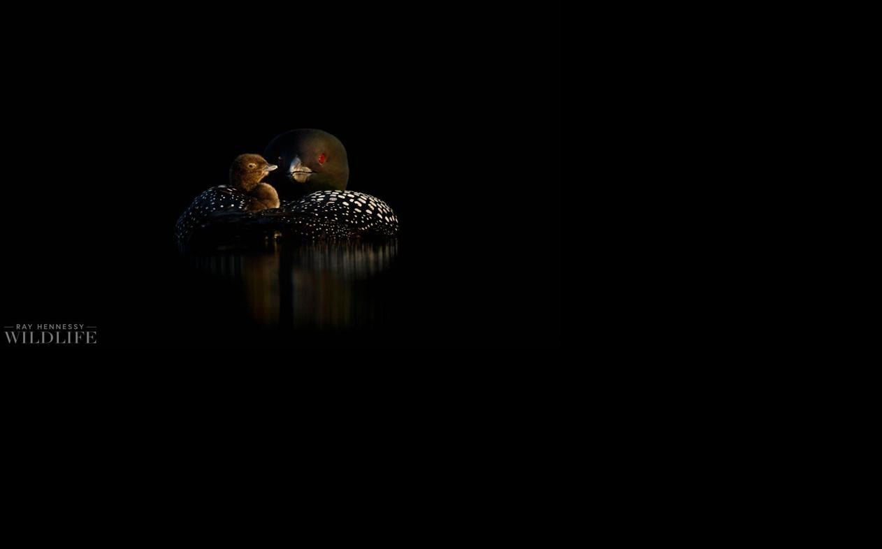 From weddings to wildlife for photographer Ray Hennessy | Outdoors ...