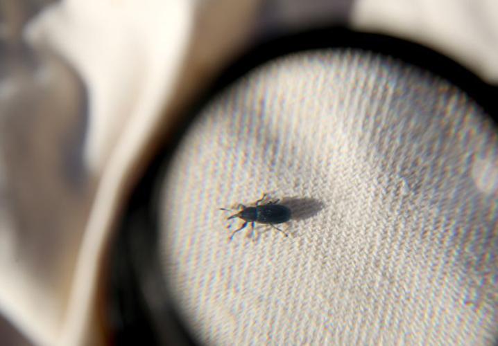 How bugs, fungi and herbicides keep Oregon’s noxious weeds at bay ...
