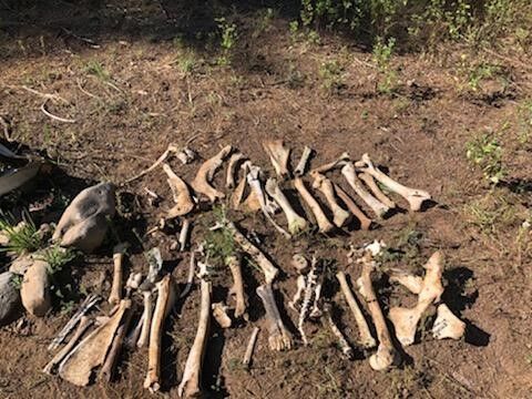 Cold case: Oregon police find animal bones, but no new leads in death ...