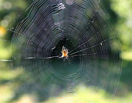 SpiderHarp: Oregon scientists study spiders with a web-inspired musical ...