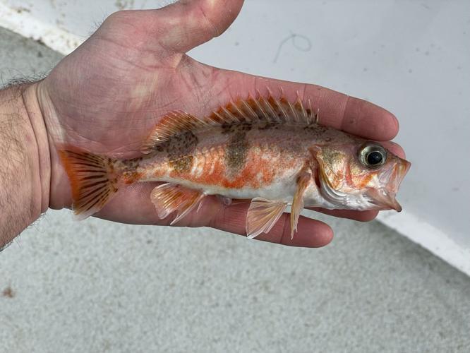 Caught Ovgard column: New European gig poses challenges for angler ...