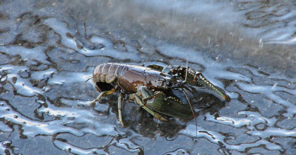 Invasive crayfish found in Oregon waterway | Local News | heraldandnews.com