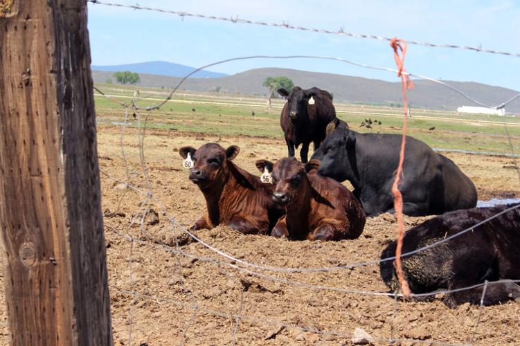 Food 4 LIfe | Local News | heraldandnews.com