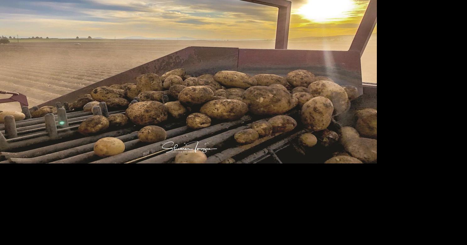 The humble potato | Basin Ag News | heraldandnews.com
