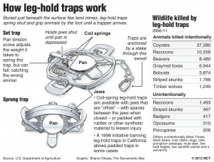 Leg traps kill slowly - Herald and News: Members