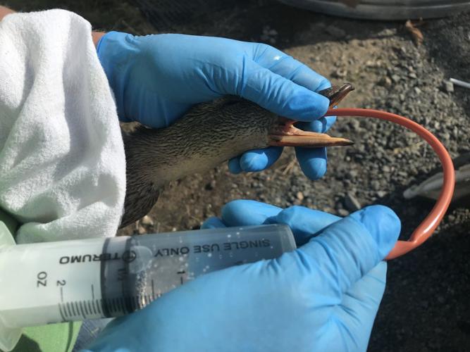 Wildlife refuges battle devastating botulism outbreak, worsened by ...