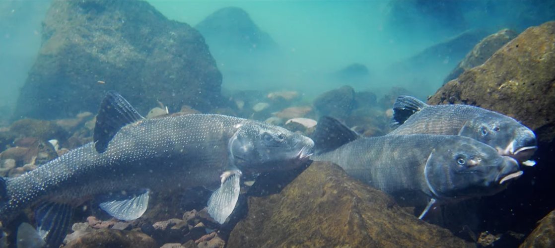 Klamath Tribes host rally for sacred fish | Klamath | heraldandnews.com