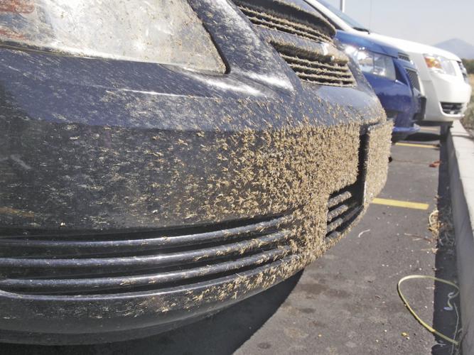 What's bugging you? Midges are the perfect trout food | Local News ...