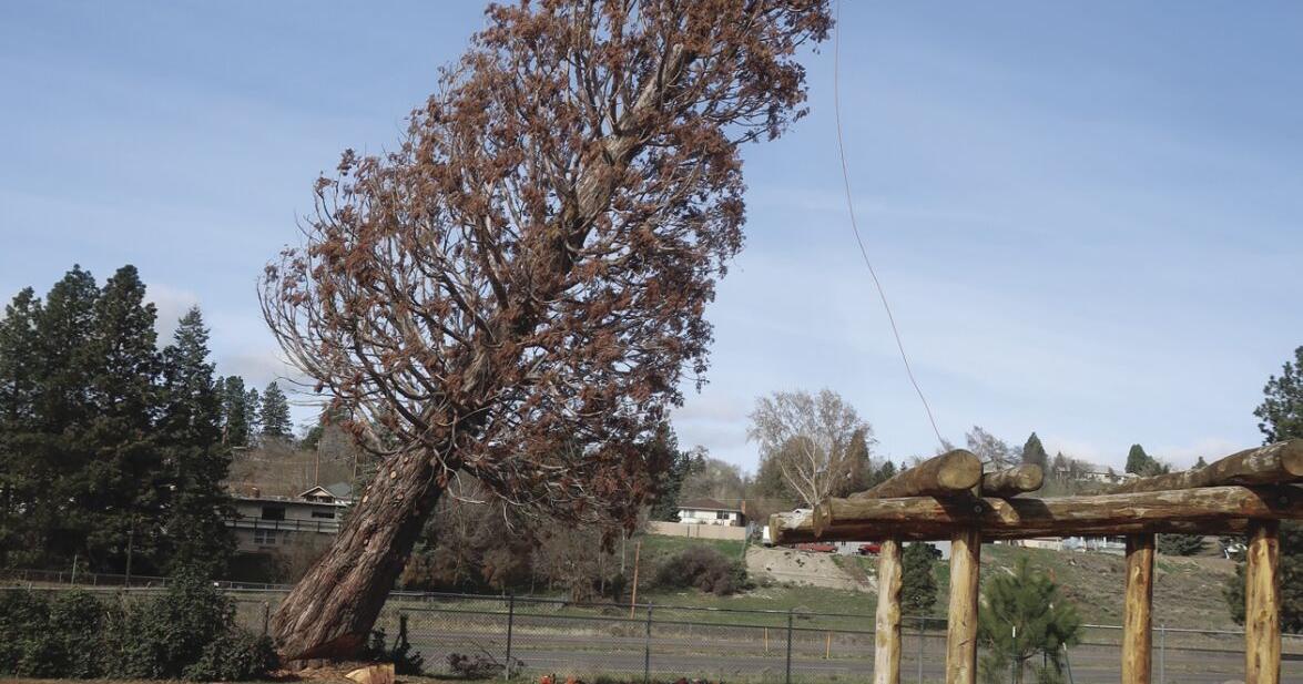 Giant sequoia is latest victim of drought | Klamath | heraldandnews.com