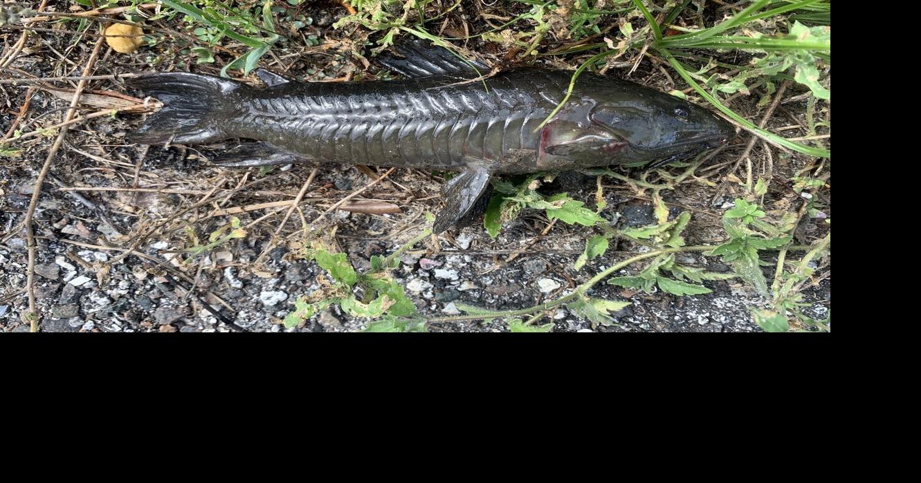 Searching for the elusive hoplo and redface topminnow | Klamath ...