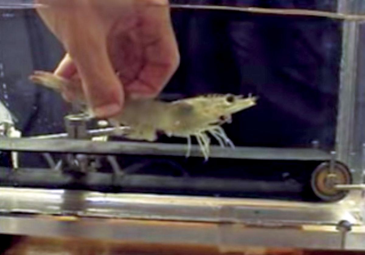 Professor to sell ‘infamous’ shrimp treadmill | Oregon | heraldandnews.com
