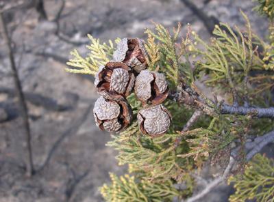 Field trip planned to examine rare Baker cypress | Local News ...