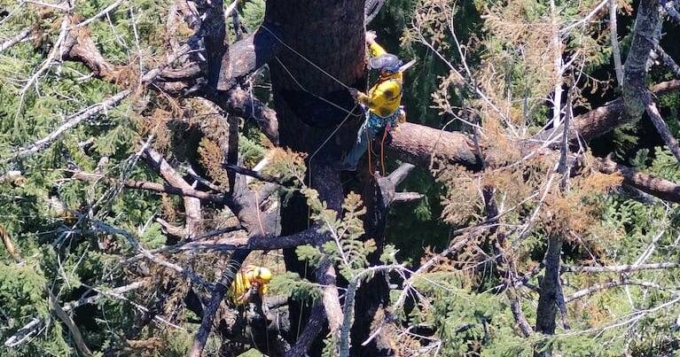 Doerner Fir tree in Southern Oregon survives fire but loses its record ...