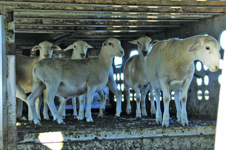 Last lamb pool of the season | Email Blast | heraldandnews.com