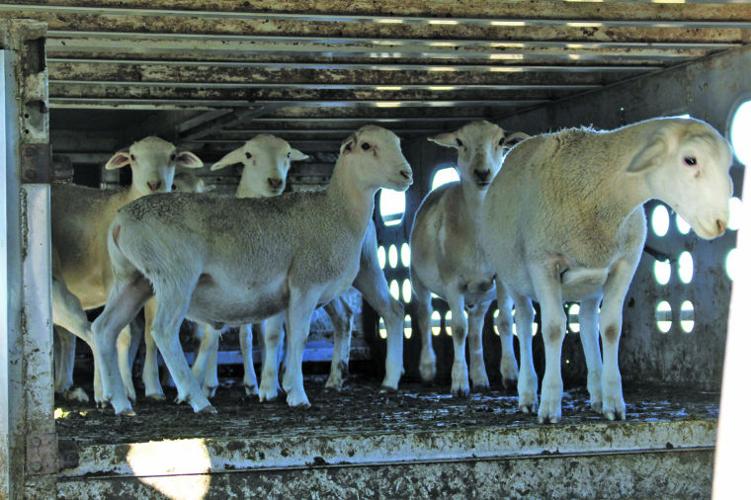 lamb slaughter weight