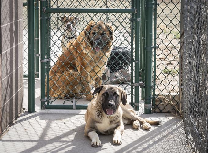 Dog days: Inflation, shortages hit pets, rescues, owners | Schools ...