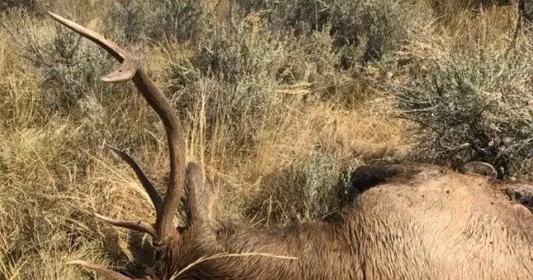 Oregon struggles to rein in illegal killing and overharvesting of ...