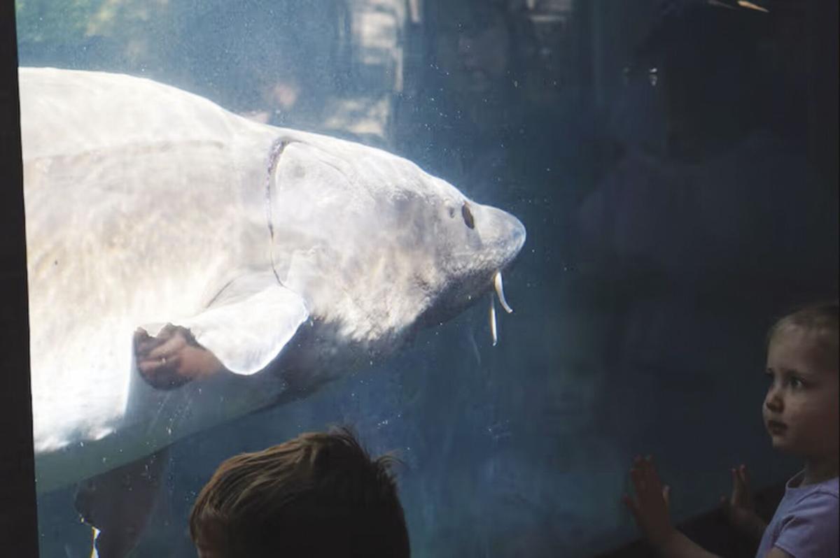 Visitors flock to celebrate birthday of the elderly Herman the Sturgeon ...