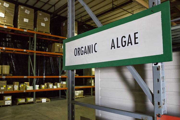 All about algae: The good & bad in Upper Klamath Lake | Local News ...