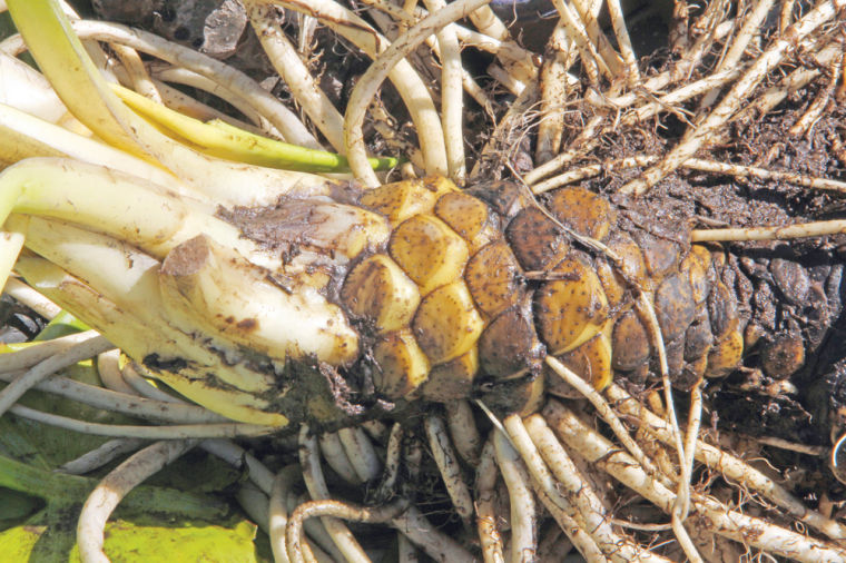 Aquatic transplant | Email Blast | heraldandnews.com