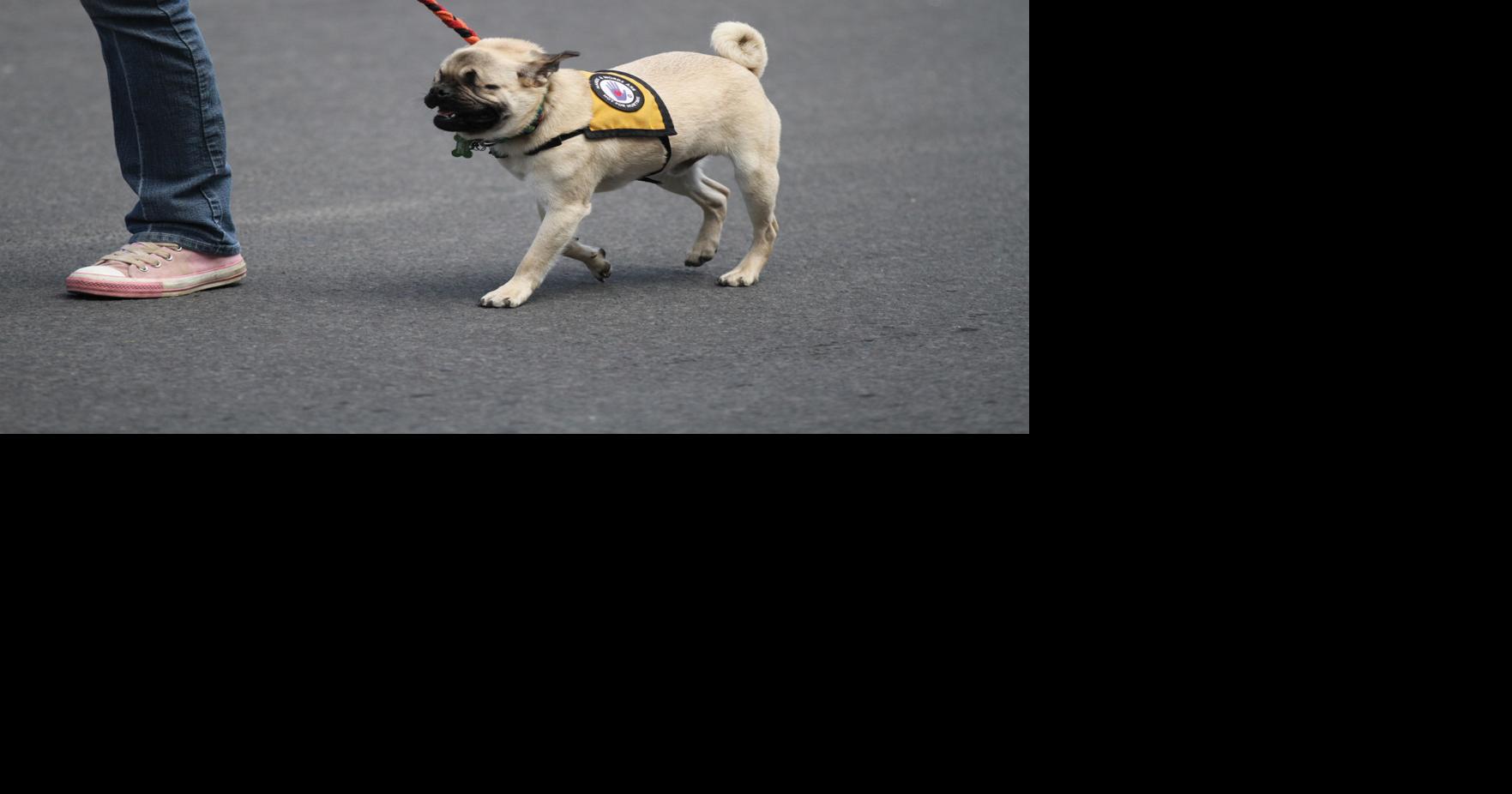 Xander the Wonder Dog wins national award | Email Blast | heraldandnews.com