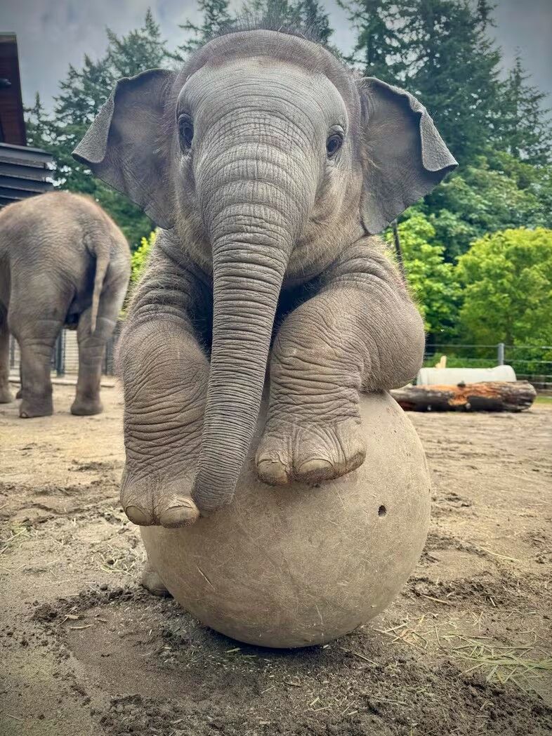 Baby elephant Tula-Tu turns 1 at Oregon Zoo | News | heraldandnews.com