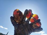 green fire opal mine