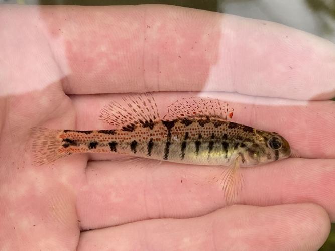 CaughtOvgard: Putting the ‘fall’ in waterfall | Outdoors ...