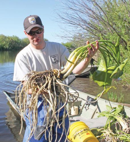 Aquatic transplant | Email Blast | heraldandnews.com